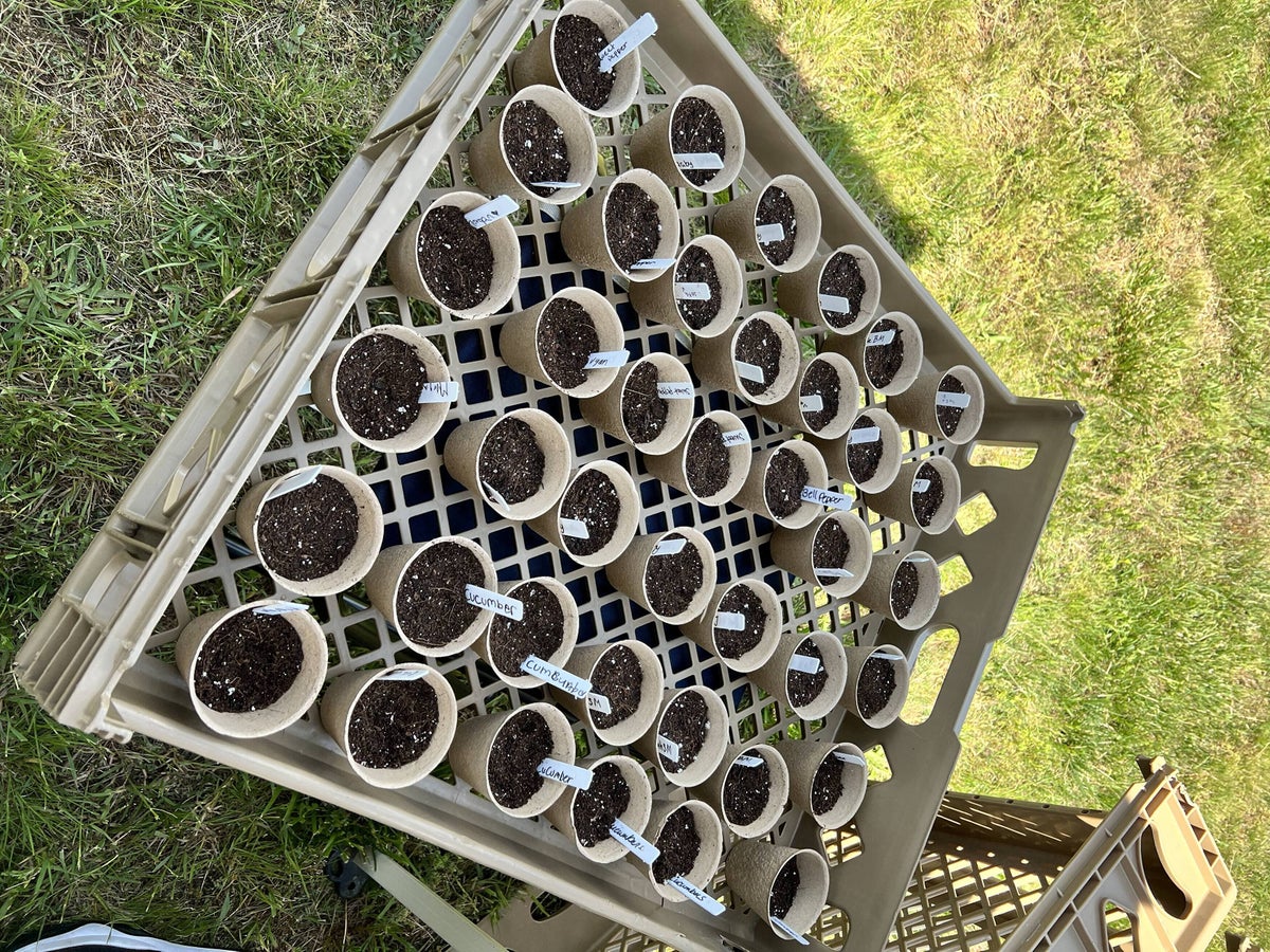 My Mustard Seed Foundation | My Mustard Seed Wellness Products